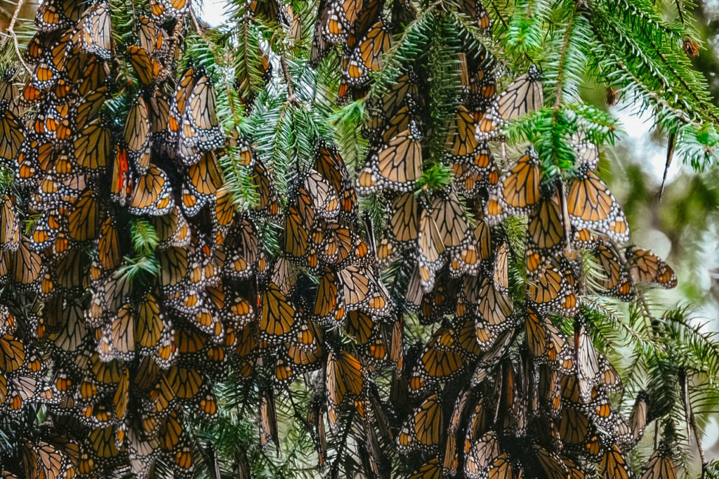 Mexico's Monarch Butterfly Migration – The Globetrotting Accountant